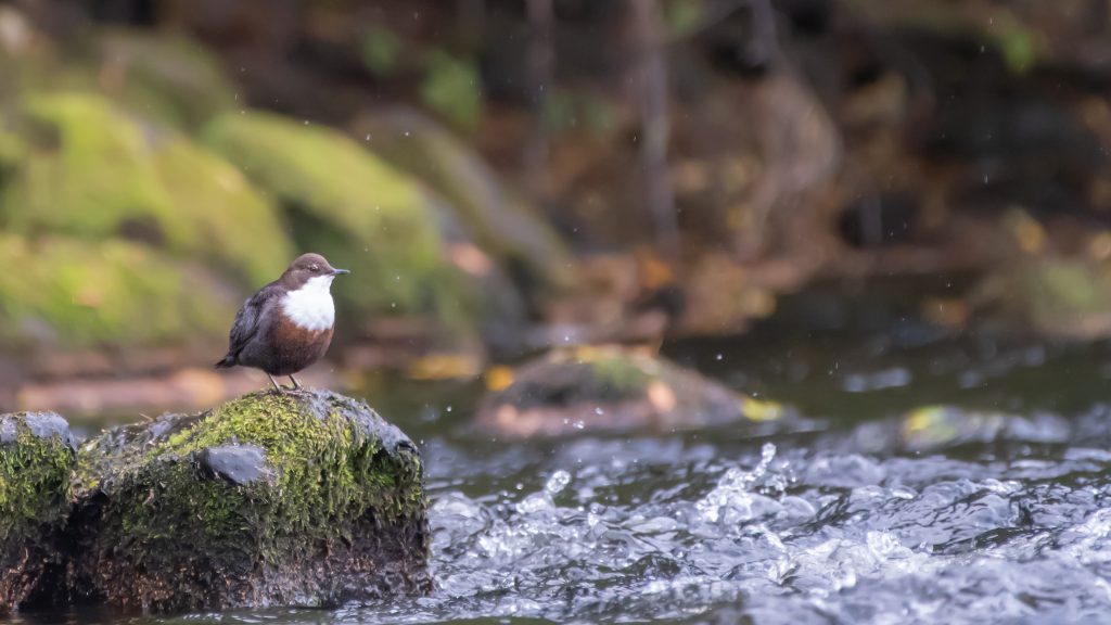 Unlocking the potential of river biofilm bacteria for freshwater ...